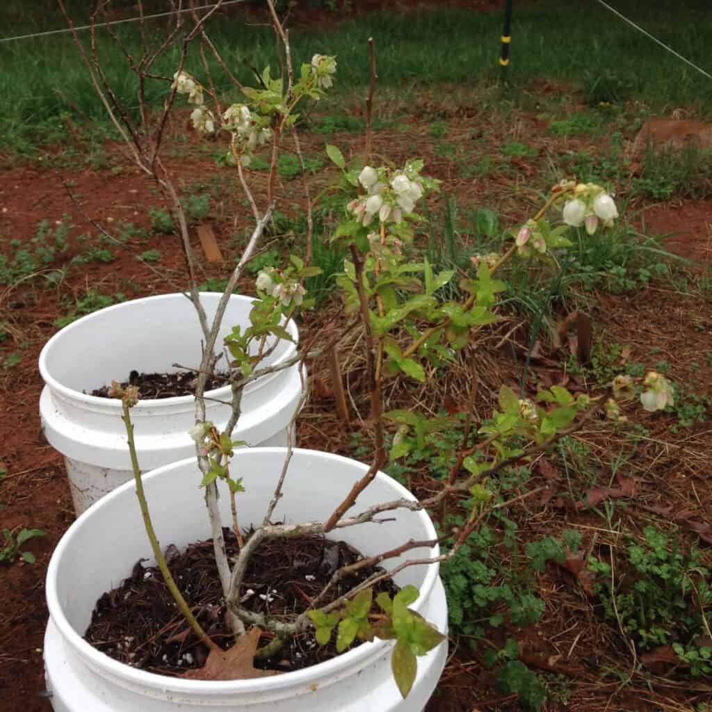 10 Best Crops to Grow in Containers To Maximize Space - Mranimal Farm