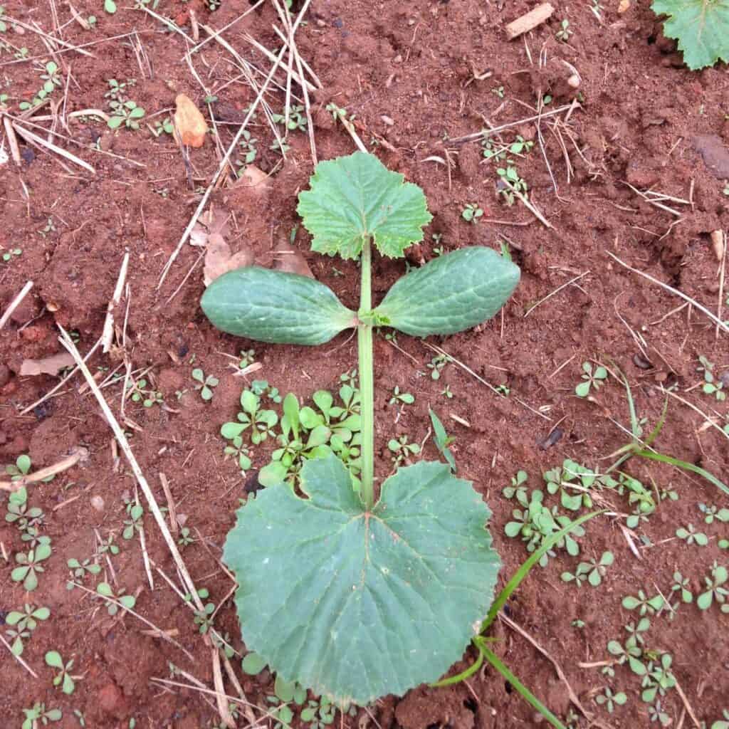 Gardening for Beginners: 7 Tips For A Successful Garden - Mranimal Farm